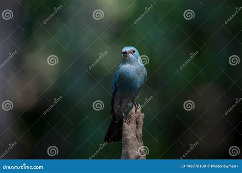 Photographing Birds In Artistic Nature Verditer Flycatcher Stock Image