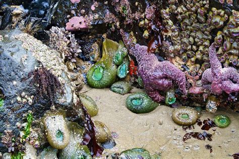 Things To Do In Cannon Beach Oregon Haystack Rock And More