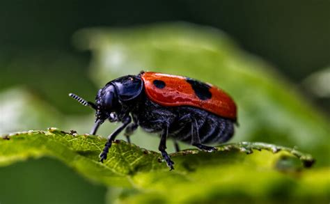 Clytra Bilder Durchsuchen 191 Archivfotos Vektorgrafiken Und Videos