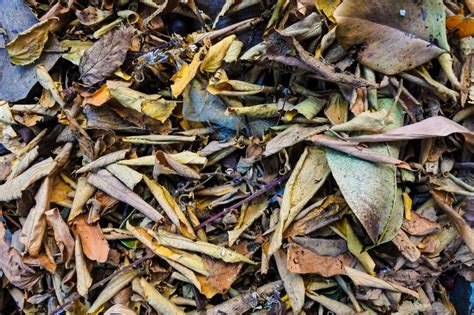 무료 이미지 숲 아름다움 색깔 개념 시골의 식물학 플로라 무늬 노랑 초점 죽은 하위 빨간 아름다운 시트 가을 디자인 위에 황금의 시즌