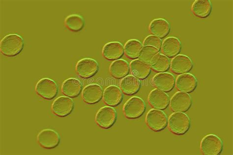 Bacteria Methicillin Resistant Staphylococcus Aureus Mrsa Stock