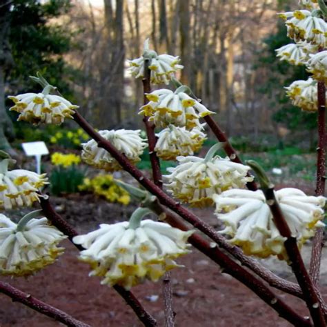 Edgeworthia Plant For Sale Paperbush Shrub With Fragrant Winter