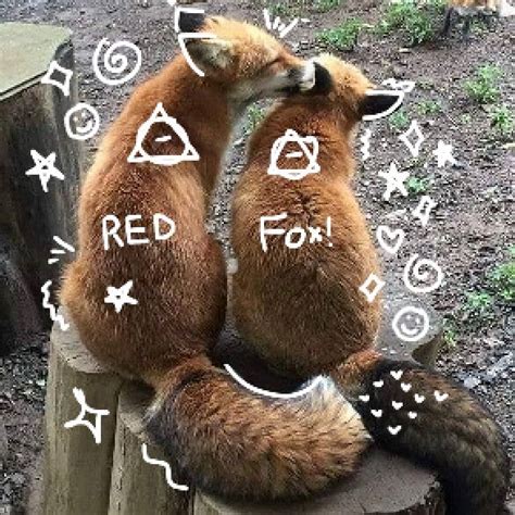 Red Fox Therian Pfp Aesthetic