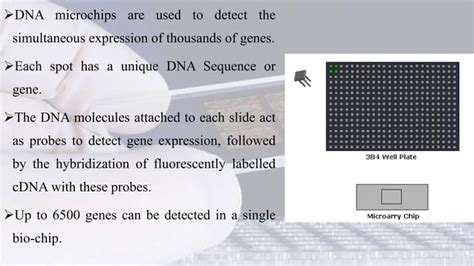 Dna Microarray Pptx