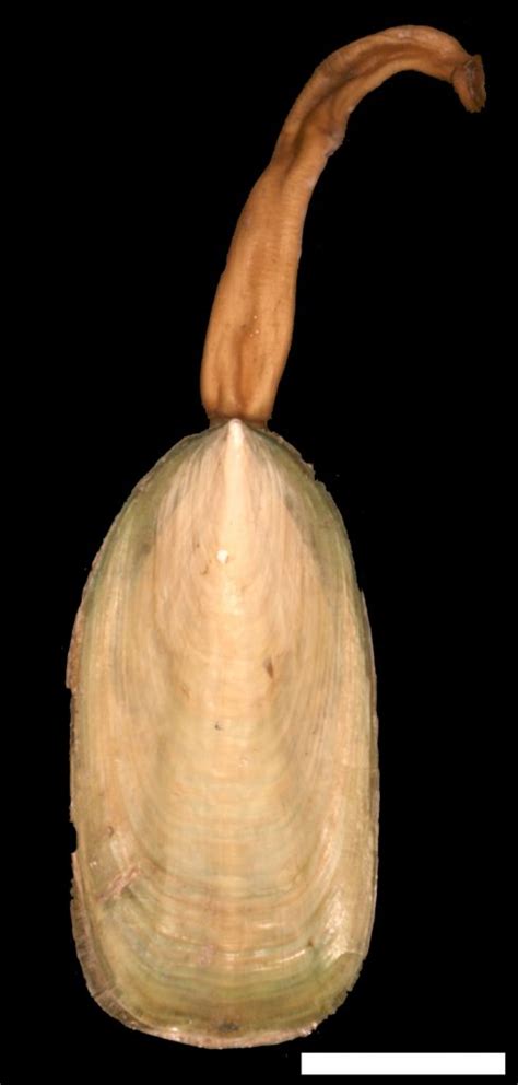 Lingula Fossil
