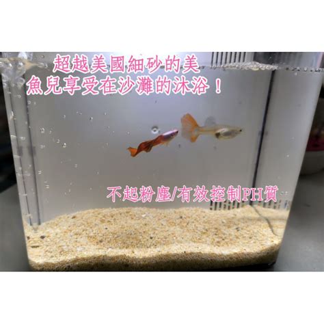 好心情小米1號砂（散裝100g 500g）小米砂 球砂 珍珠砂 黃金砂（此品項超級稀缺唷！） 蝦皮購物