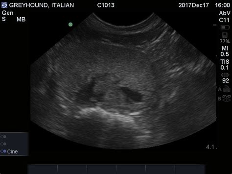 Canine Prostate Disease Veterinary Clinics Small Animal Practice