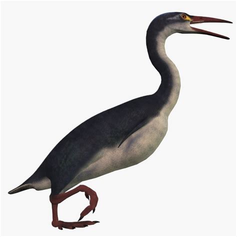 Hesperornis 3d Model