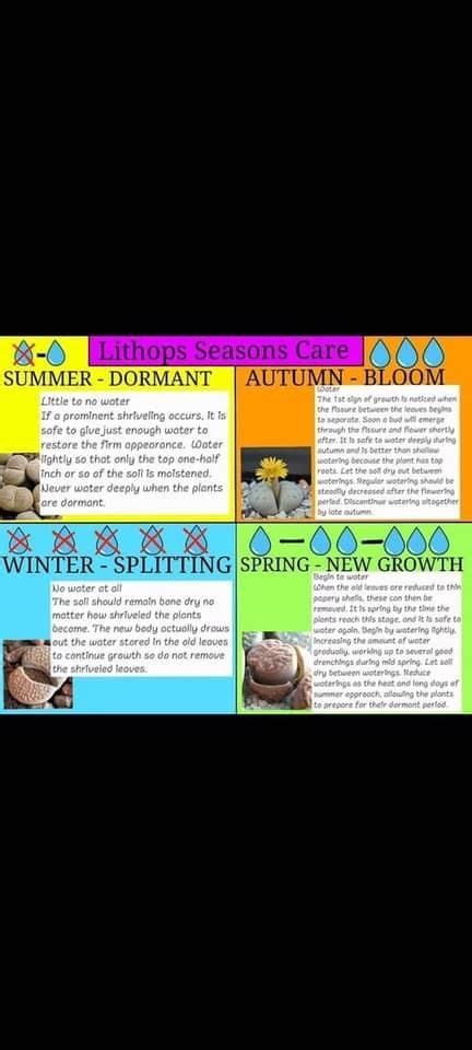 Lithops Care Guide Seasons And Restoration
