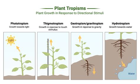 response to stimuli plants