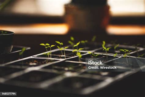 다양한 식물의 건강한 묘목으로 채워진 파종 트레이와 화분의 트레이 클로즈업 새싹에 대한 스톡 사진 및 기타 이미지 새싹 쟁반 화분 원예용품 Istock