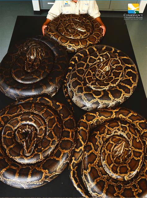 Conservancy Surpasses 20 Ton Milestone In Burmese Python Removal Sets New Record Season