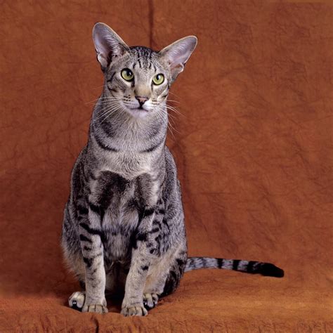 Orientalų Trumpaplaukės Katės Visuotinė Lietuvių Enciklopedija