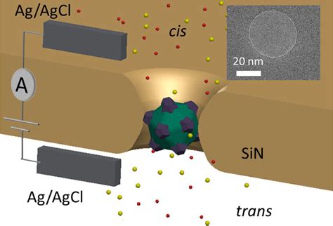 Schematic Of The Nanopore Setup For Virus Detection Pores Are