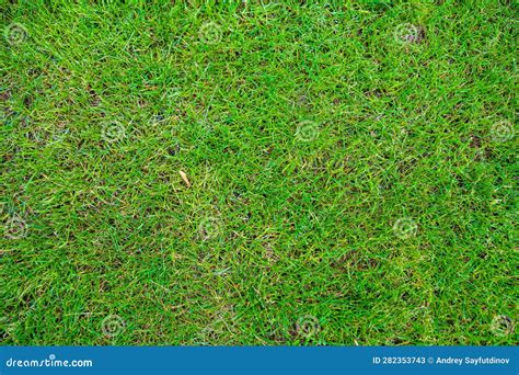 The Surface Of The Lawn With Lawn Grass Is A Green And Uniform Coating