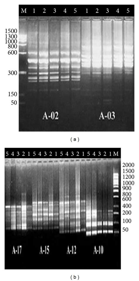 A And B Dna Banding Pattern Of Rapd Analysis Of Seeds Yielded From