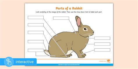 Parts Of A Rabbit Interactive Labelling Worksheet Twinkl