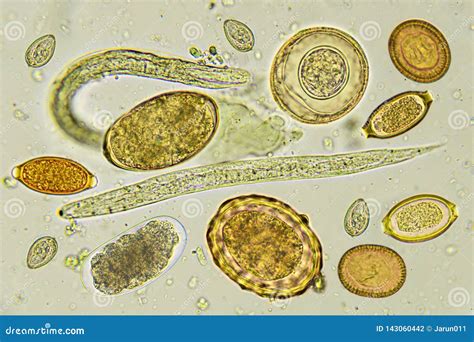 Parasites In Stool Microscope