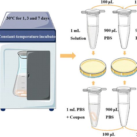 Schematic Diagram Displaying The Antibacterial Testing Experimental Download Scientific Diagram
