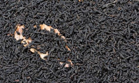 Mouse Droppings Images Identification Dangers Safe Removal Guide