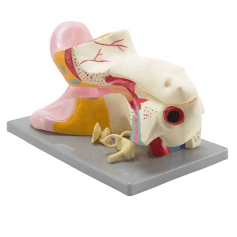 Ear Education Model Medilab India