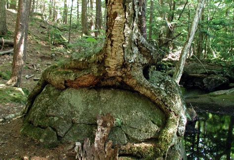 Tree Splits By Lion Feathers On Deviantart