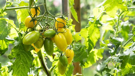44 Best Tomato Varieties To Grow In Your Garden