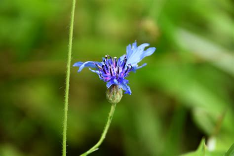 Cornflower Friends Of Heene Cemetery
