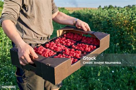 라즈베리 농업 사업 과일을 재배하고 수확하는 농부 여름 라즈베리로 상자를 잡거나 운반하십시오 잘 익은 열매가 든 상자 또는 용기 라즈베리에 대한 스톡 사진 및 기타 이미지