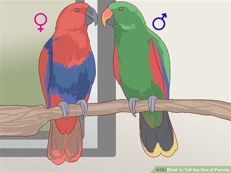 How To Tell The Sex Of Parrots 12 Steps With Pictures Wikihow