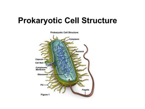 Prokaryotic Cell Structurepptx Presentation Pptx