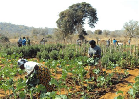 Fg Distributes Grinding Machines To Benue Yam Farmers