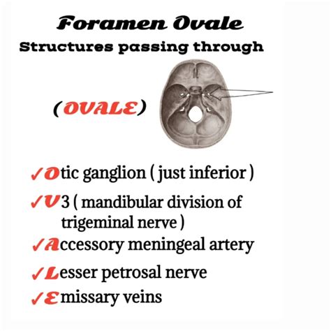 Foramen Ovale Skull Structures Passing Through Foramen Ovale One Of