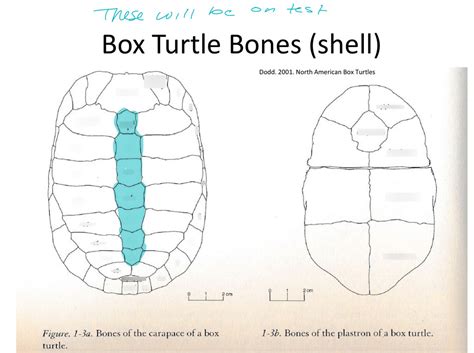 Box Turtle Bones Shell Diagram Quizlet