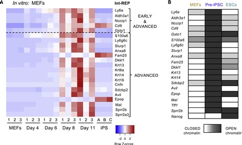 Deciphering The Roadmap Of In Vivo Reprogramming Toward Pluripotency Stem Cell Reports