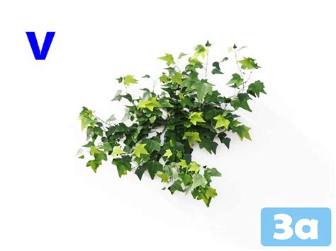 3d Tree Sketchup Model High Quality Tree Model