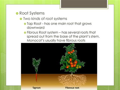 Structures of Seed Plants - ppt download