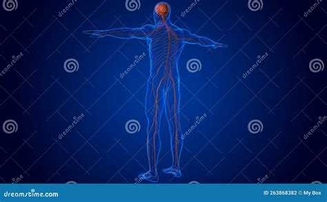The Nervous System Includes The Brain Spinal Cord And A Complex Network Of Nerves 3d Stock