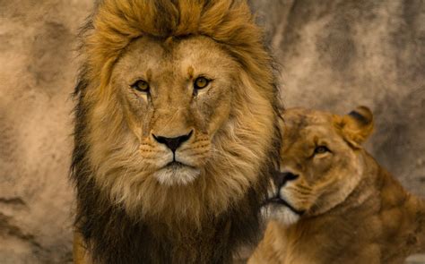 Solve Der König jigsaw puzzle online with 600 pieces