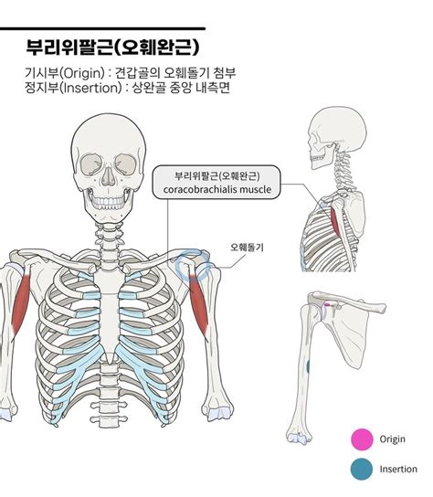 함께근육공부 시즌2 근육별기시정지 부리위팔근오훼완근 기시정지 캘리디자인 메디컬일러스트와 함께 차근차근 근육공부 해보아요