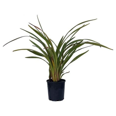 Dianella Splice