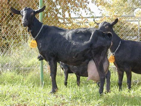 Spanish Breed Goats Murcia Granada Photos Description