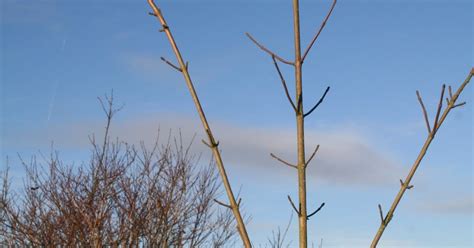 Filnore Woods Blog Tree ID Field Maple