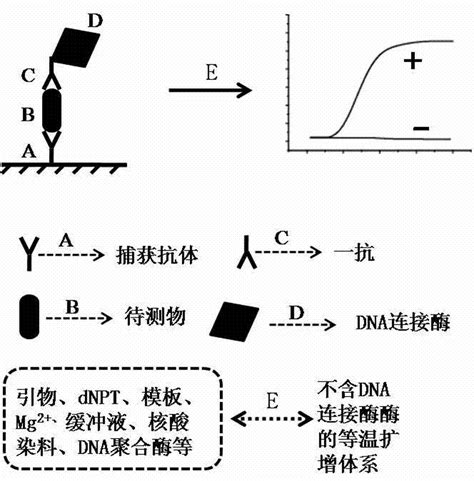 Detection Method Based On Nuclease Signal Amplification Eureka Patsnap