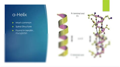 SOLUTION Secondary Structure Of Proteins Studypool