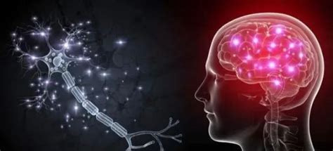 What Is Nervonic Acid Used For Knowledge
