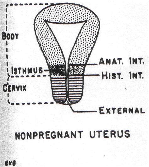 Ultrasound Training Ultra Sound Institute Sonography Courses Endometriosis Sonography