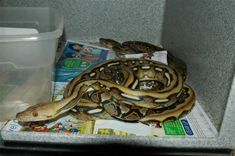 Tiger Reticulated Python