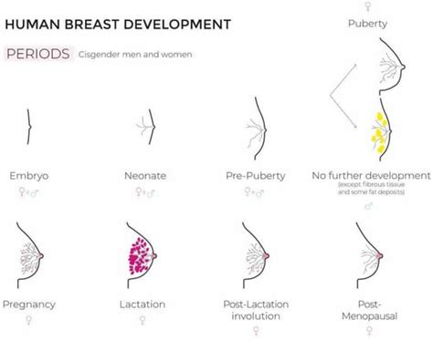 Breast Development Puberty Girls