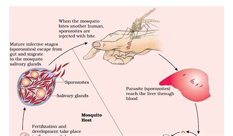 Human Health And Disease Mind Map Class 12 Neet Cbse